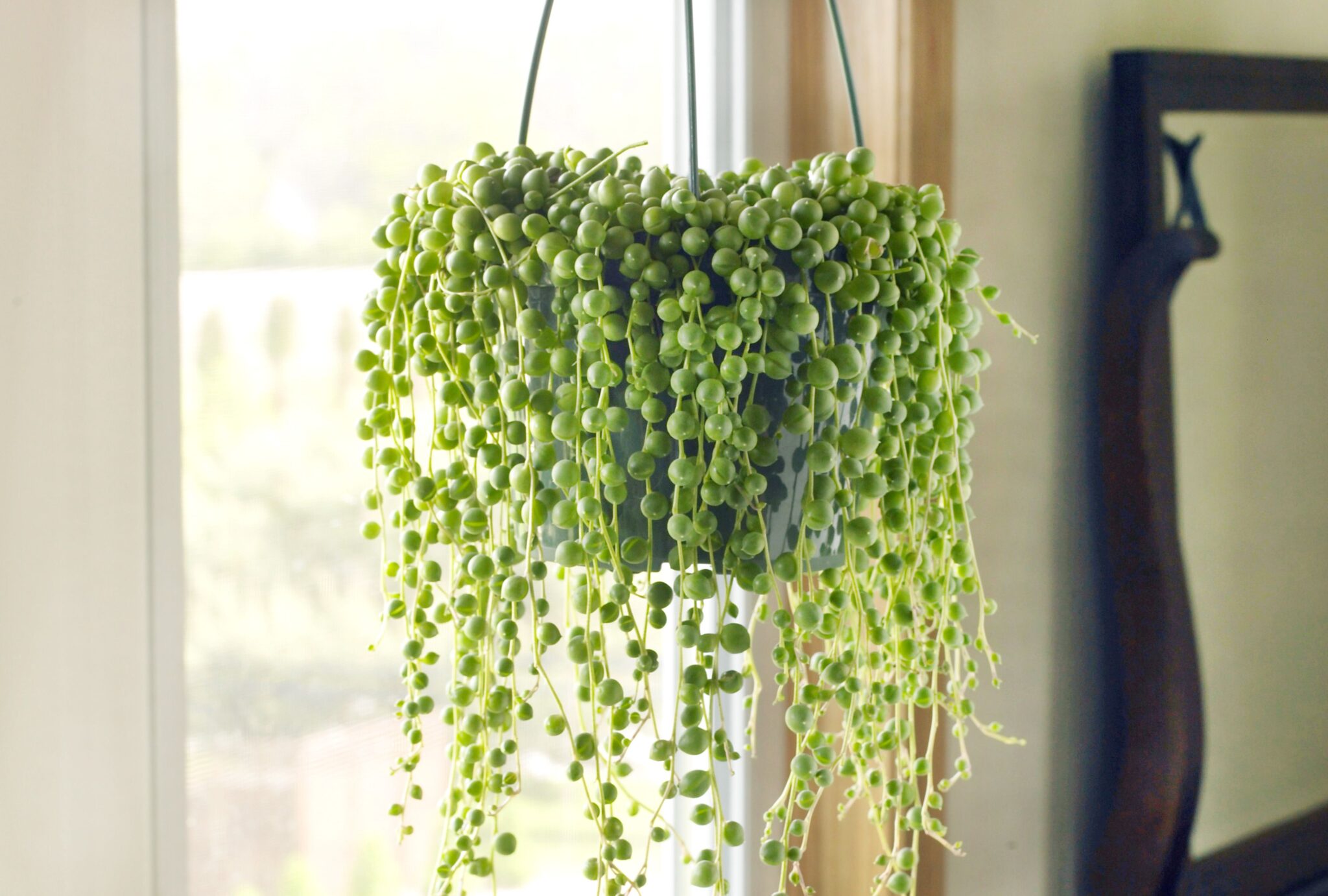 15 Best Outdoor Hanging Plants: Lush and Vibrant Garden! - Soil To Sow