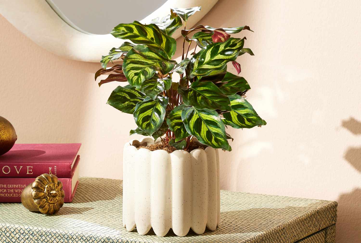 14 Table Top Plants Perfect for Your Home or Office - Soil To Sow