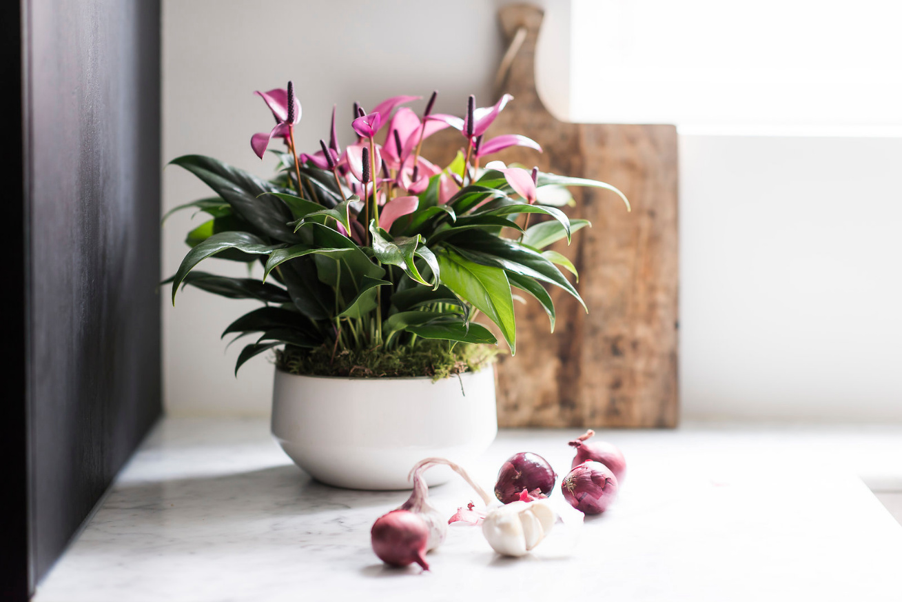 14 Table Top Plants Perfect for Your Home or Office - Soil To Sow