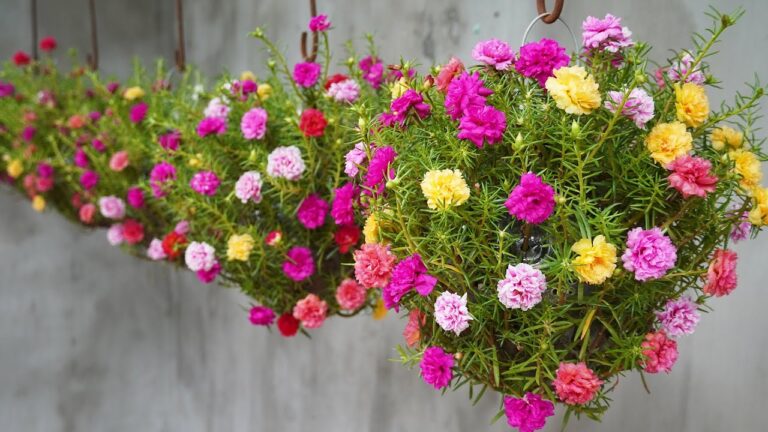 15 Best Outdoor Hanging Plants: Lush and Vibrant Garden! - Soil To Sow