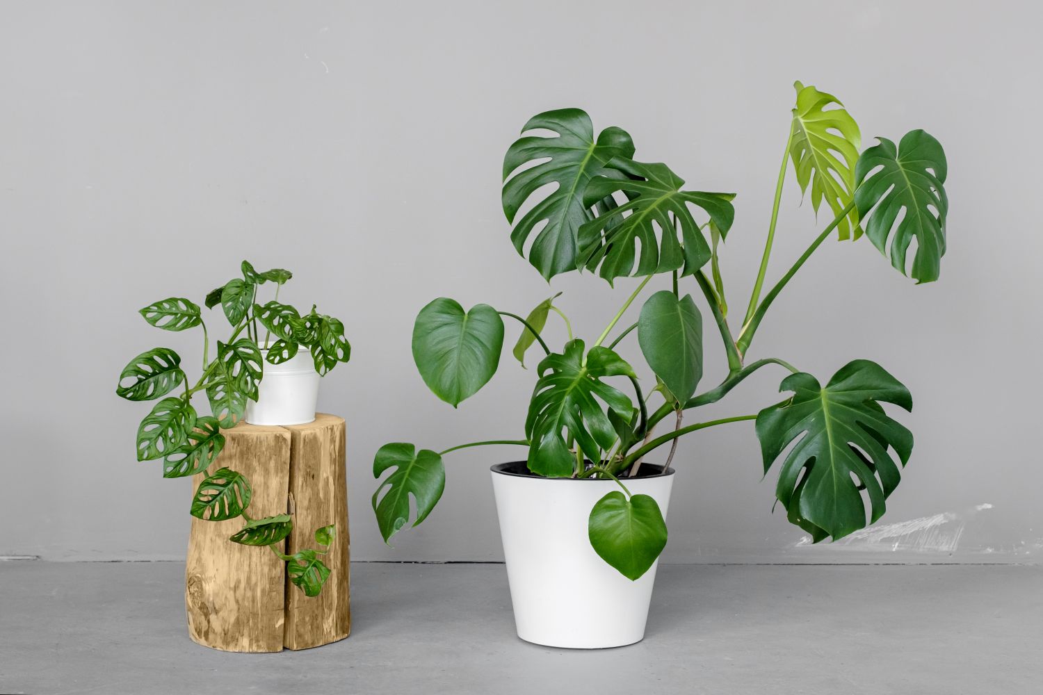 13 Best Plants for Your Office: Purify Your Workspace! - Soil To Sow