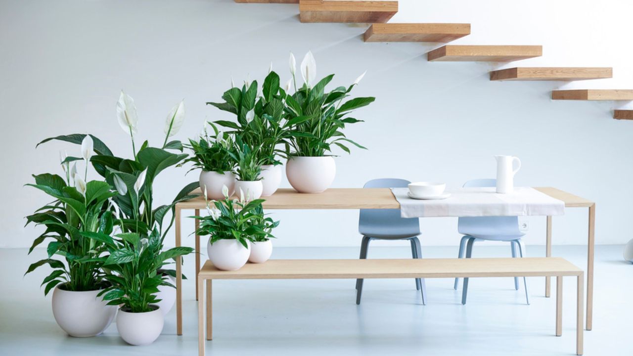 14 Table Top Plants Perfect for Your Home or Office - Soil To Sow