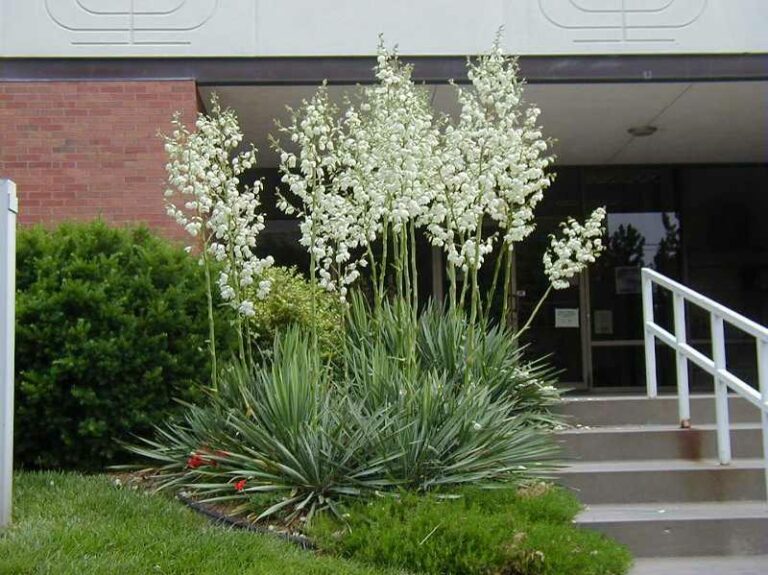 14 Low-Maintenance Plants For Front Of House: Stunning Front Yard ...