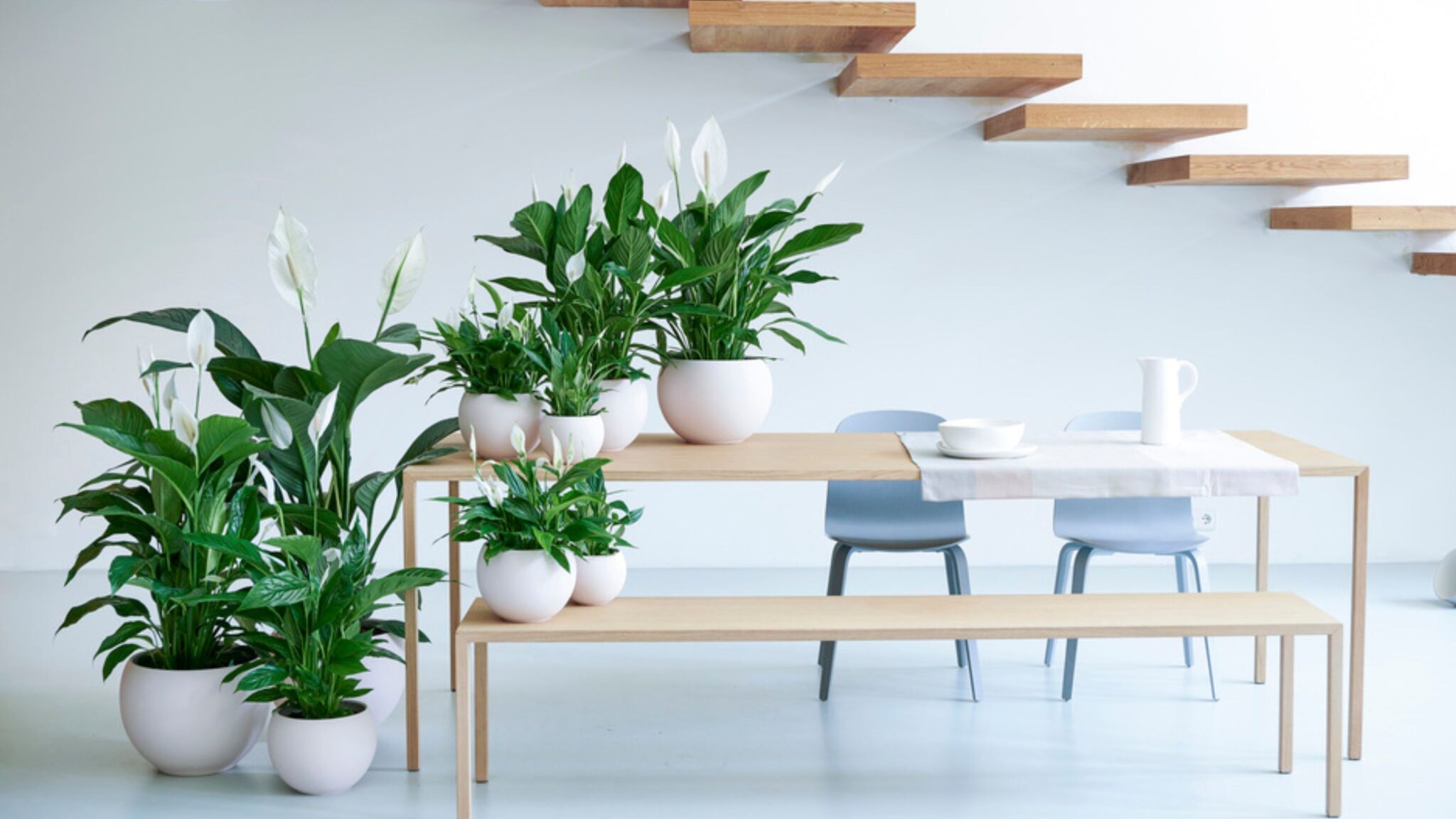 10 Top Tidy Dining Table Plants: that Elevate Your Decor! - Soil To Sow